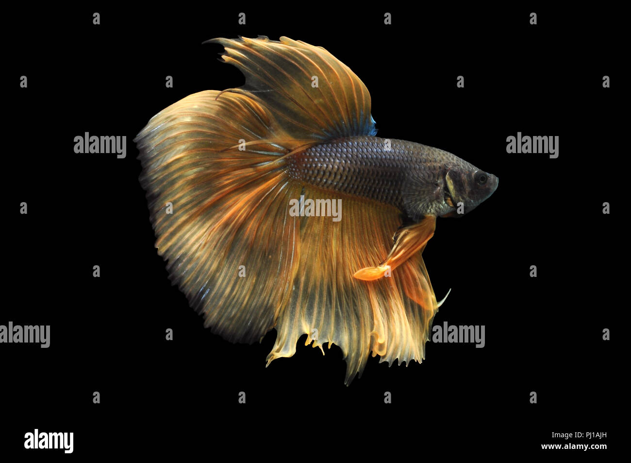Portrait of a betta fish, Indonesia Stock Photo - Alamy