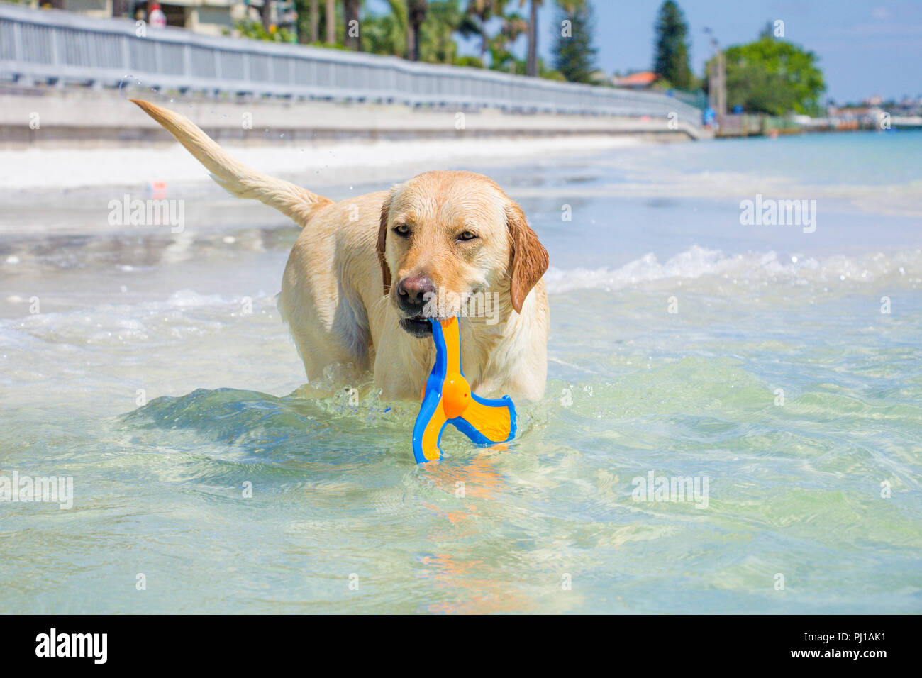 Golden Retriever dog standing in ocean with a toy, United States Stock ...