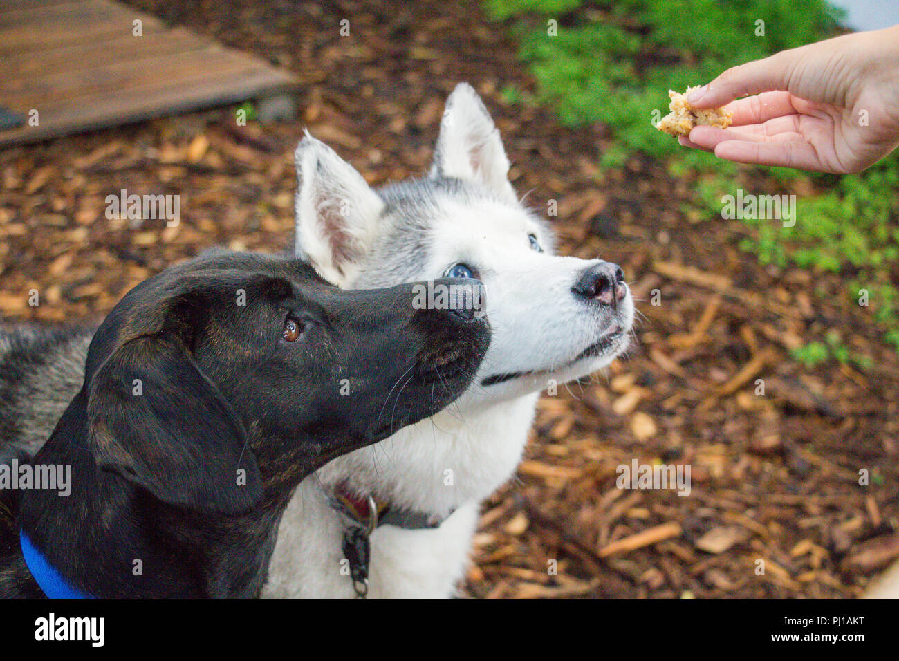 Woman giving treat to her dog hi-res stock photography and images - Alamy