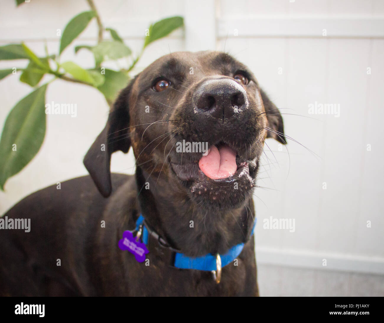 Portrait of a labrador eating, United States Stock Photo - Alamy