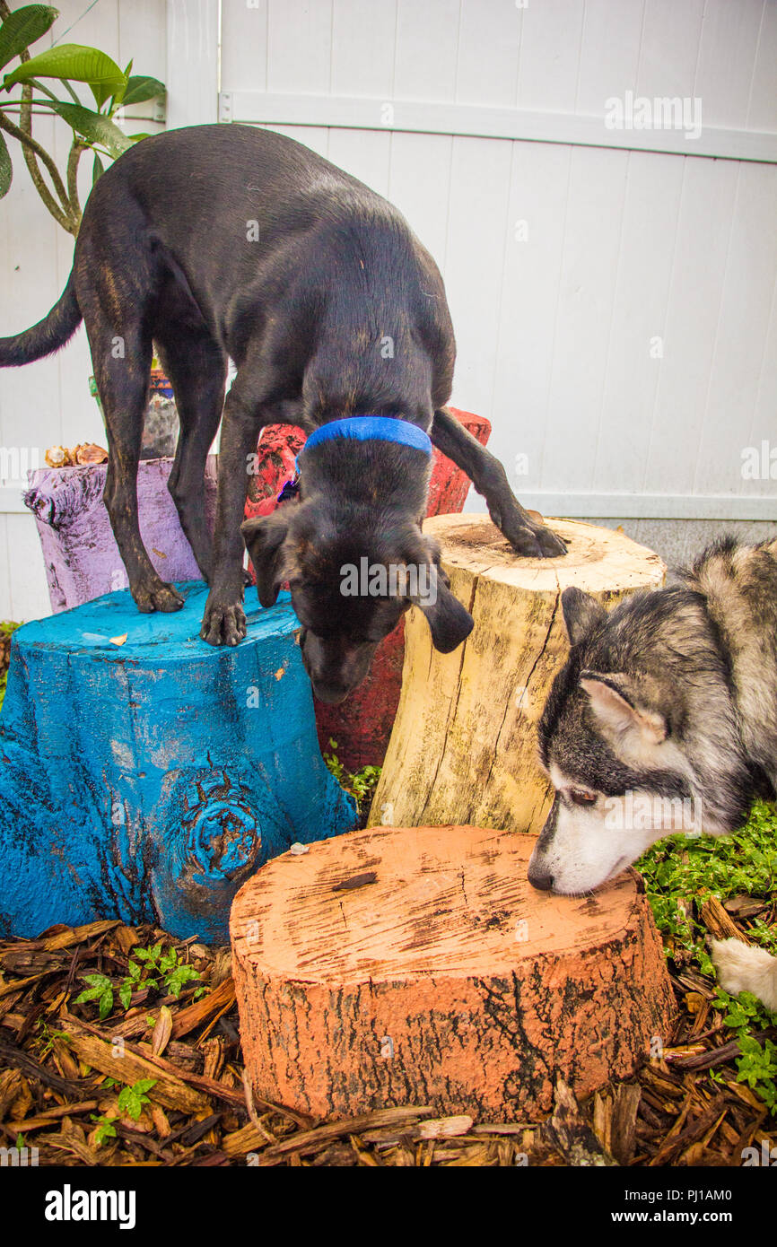 Malamute labrador hi-res stock photography and images - Alamy