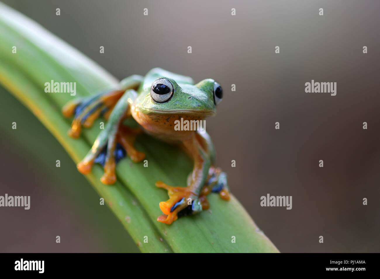 Wallace’s flying frog indonesia hi-res stock photography and images - Alamy