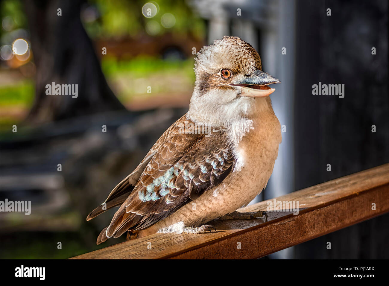 Kookaburra bird sitting on a railing, western Australia, Australia ...