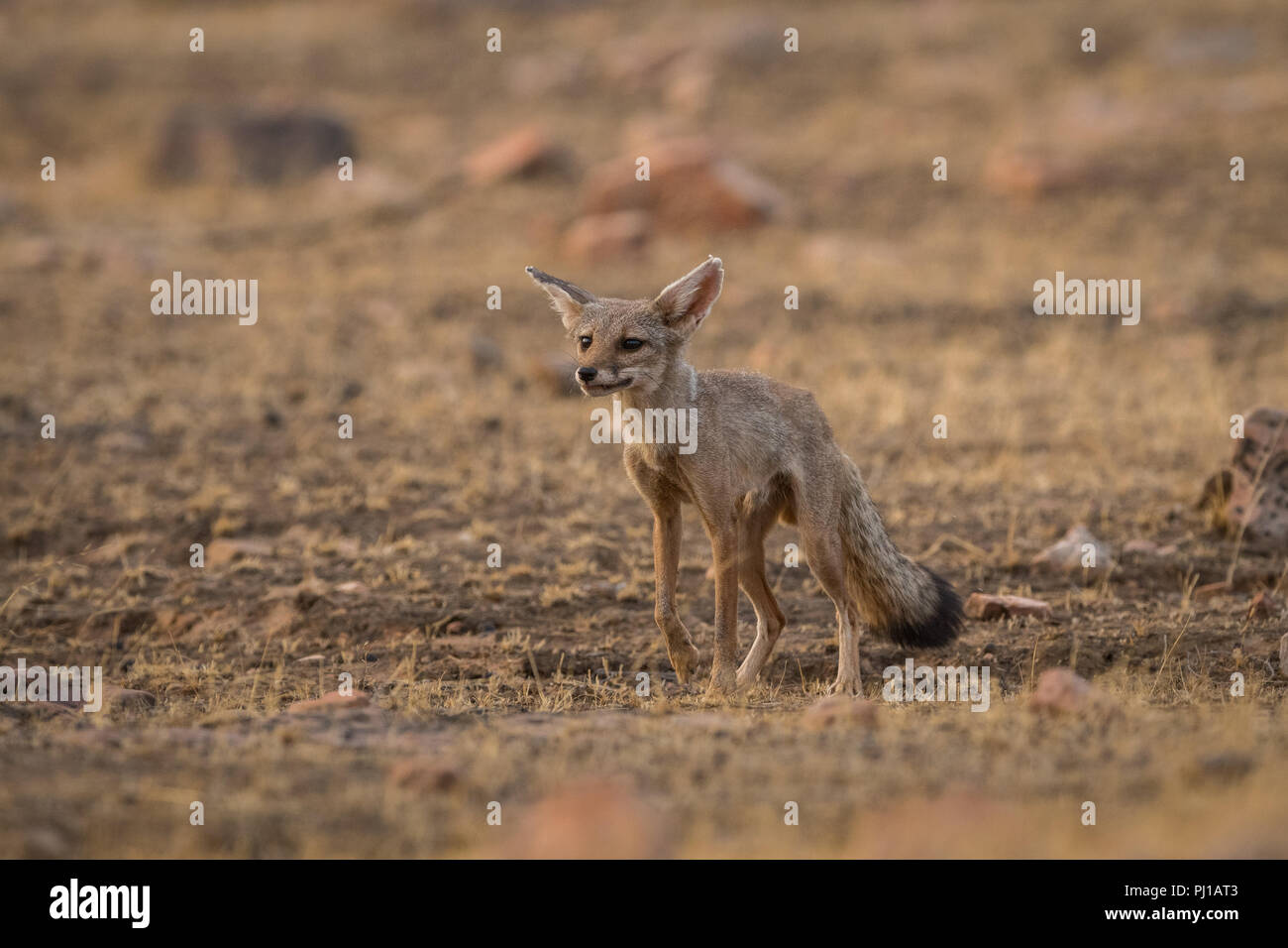 Indian fox hi-res stock photography and images - Alamy