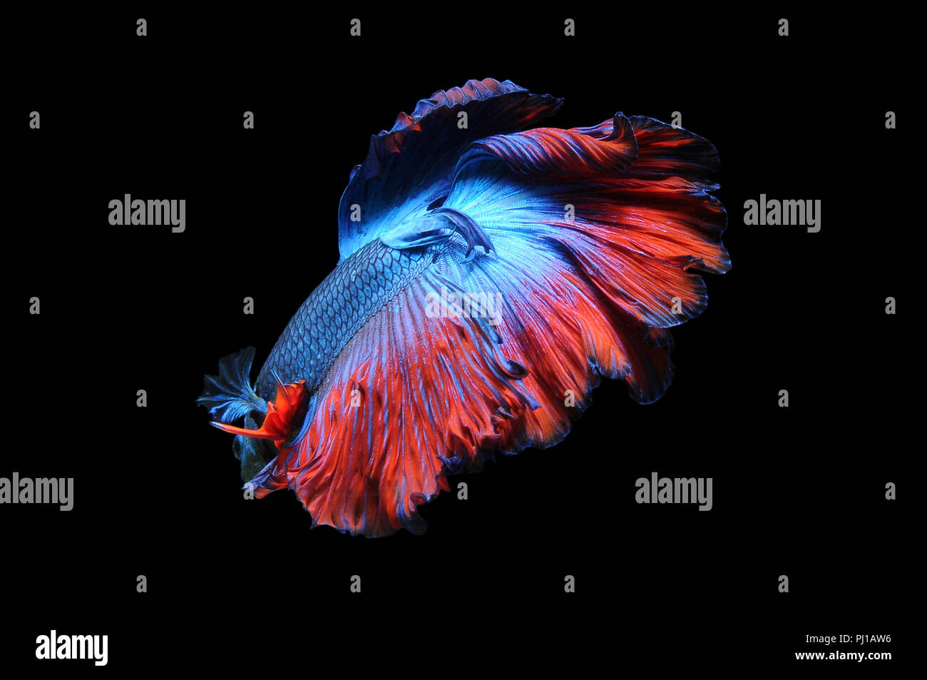 Portrait of a betta fish, Indonesia Stock Photo - Alamy