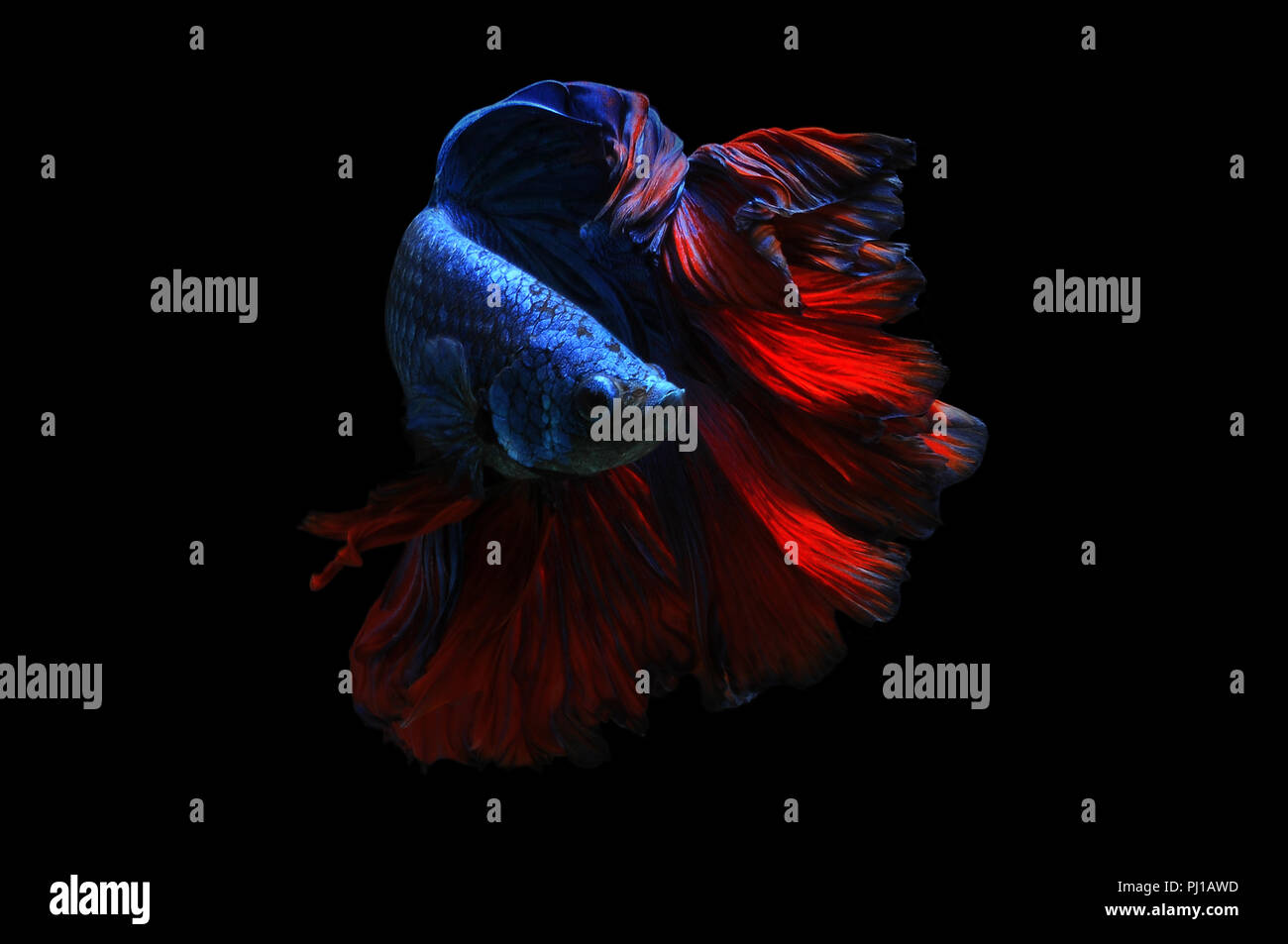 Portrait of a betta fish, Indonesia Stock Photo - Alamy