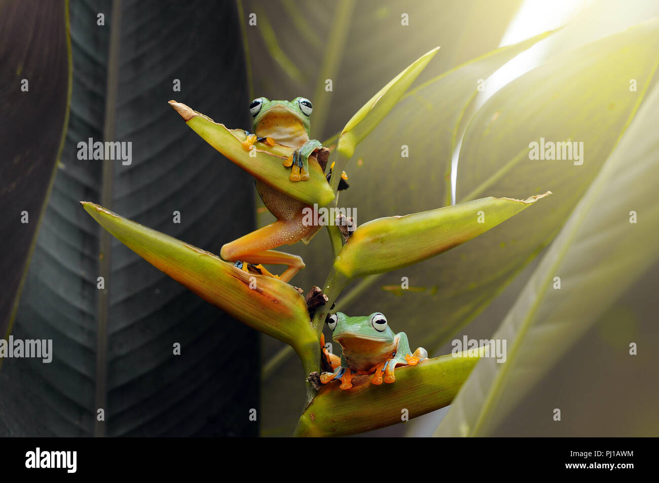 Two flying frogs on a flower, Indonesia Stock Photo - Alamy