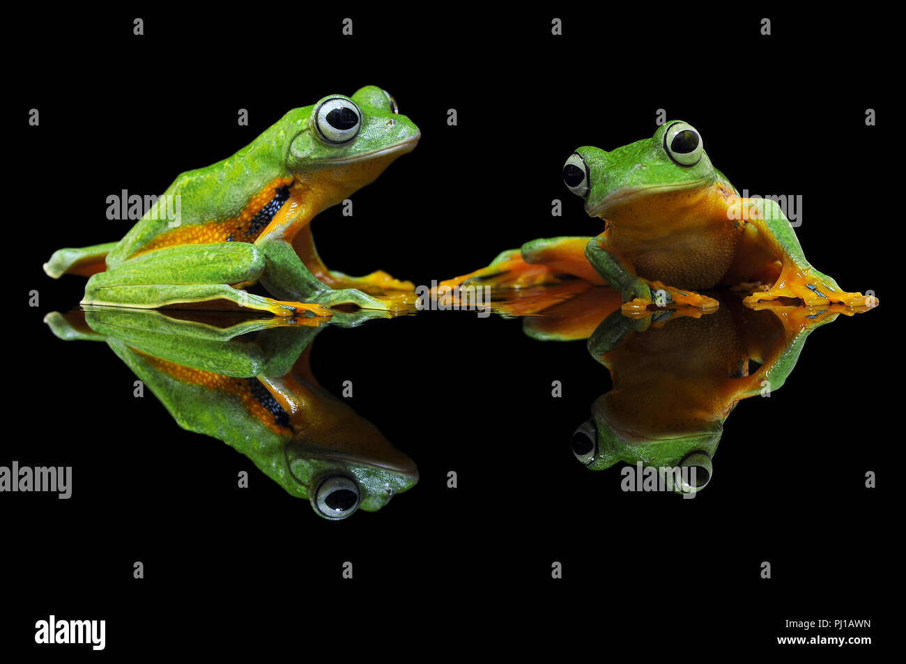 Portrait of two flying frogs, Indonesia Stock Photo - Alamy
