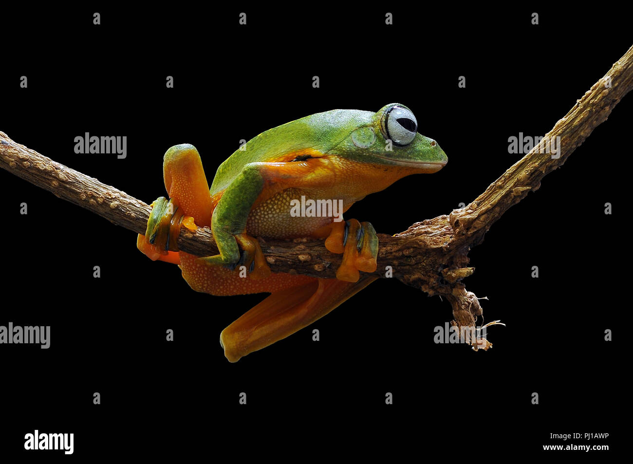 Flying frog on a branch, Indonesia Stock Photo - Alamy