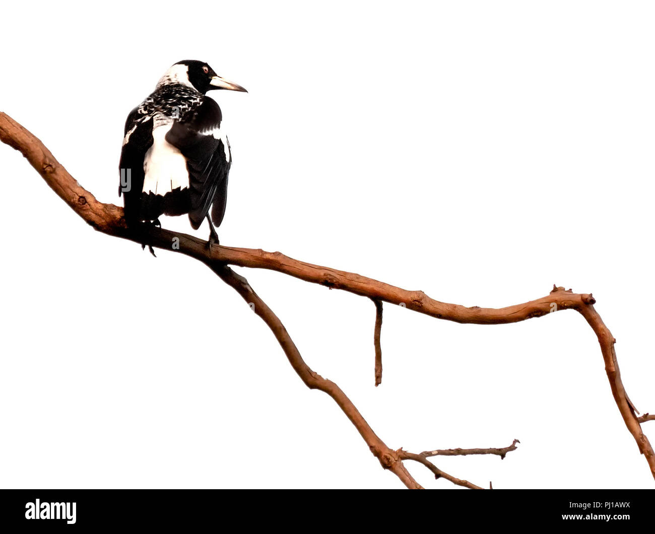 Magpie sitting on a branch Cut Out Stock Images & Pictures - Alamy