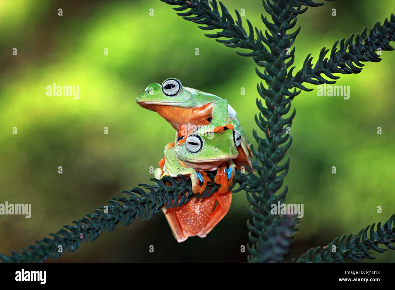 Wallace’s flying frog indonesia hi-res stock photography and images - Alamy