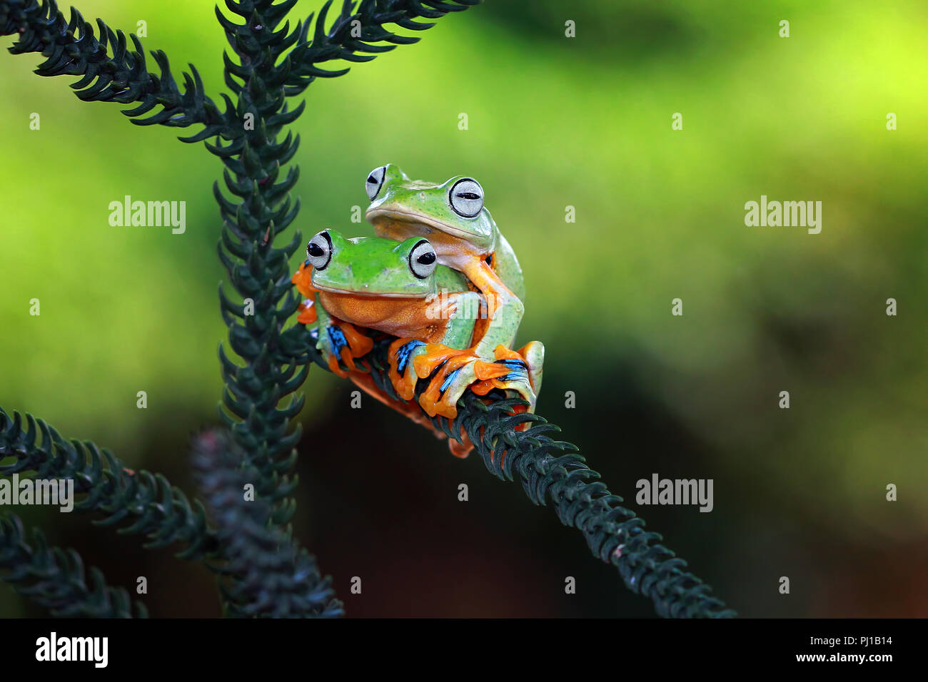 Two Wallace's Flying Frogs on a branch, Indonesia Stock Photo - Alamy