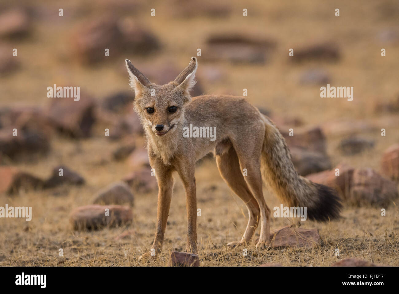 indian fox pup Vulpes bengalensis at ranthambore national park Stock ...