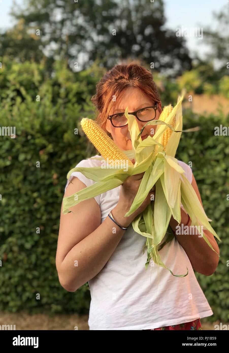 Standing sweetcorn hi-res stock photography and images - Alamy