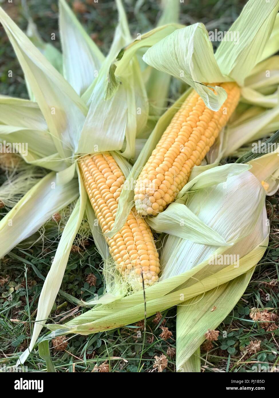 Fresh corn cobs on the ground Stock Photo - Alamy