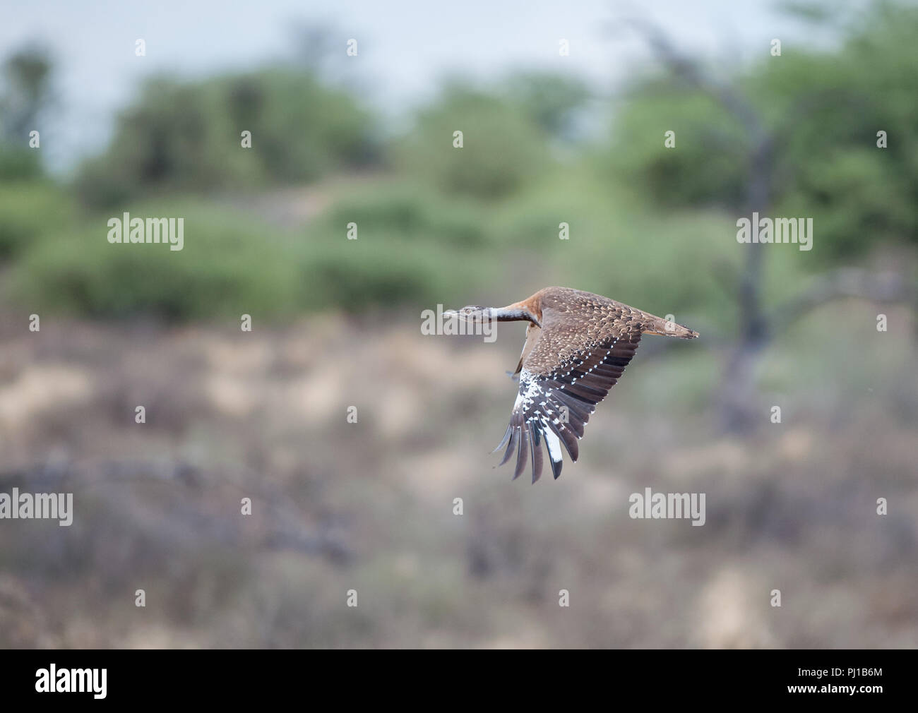 Ludwig's bustard (Neotis ludwigii) in flight, Northern Cape, South ...