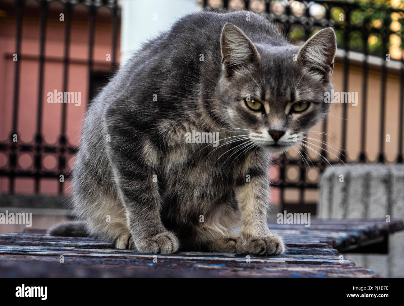 cat sitting on a wooden bench Stock Photo - Alamy