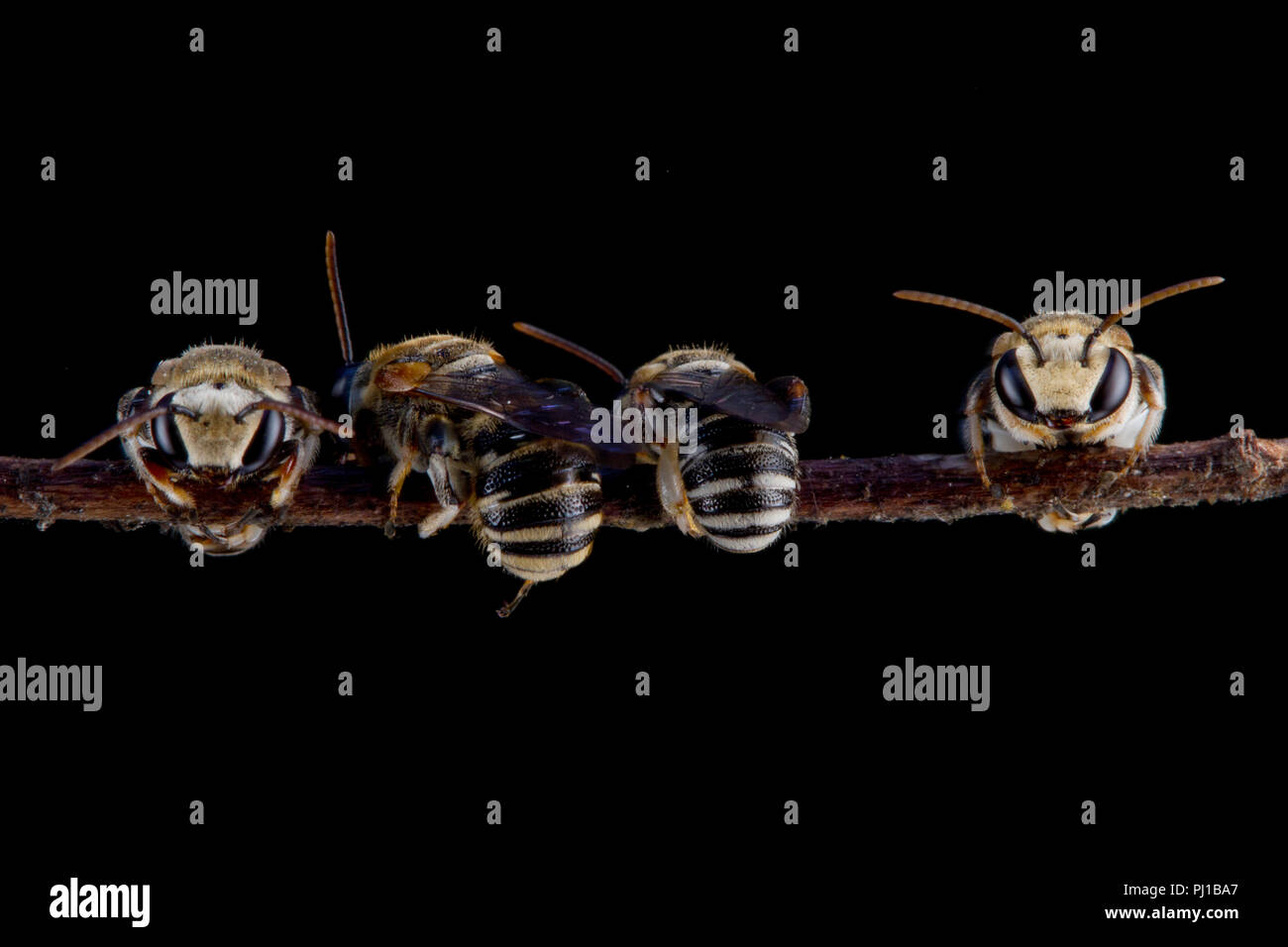 Four bees on a twig, Indonesia Stock Photo - Alamy