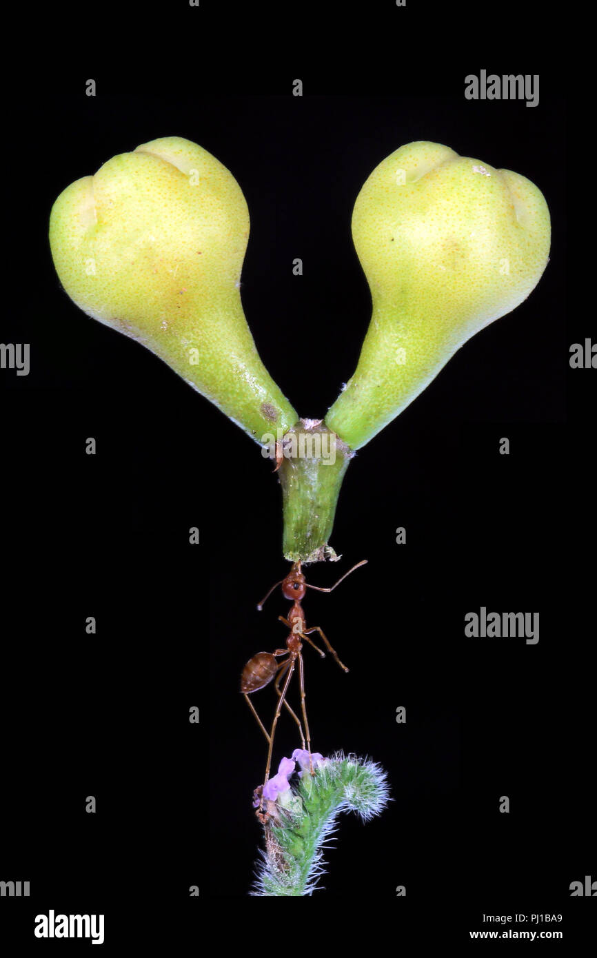 Ant on a flower carrying a bud, Indonesia Stock Photo - Alamy