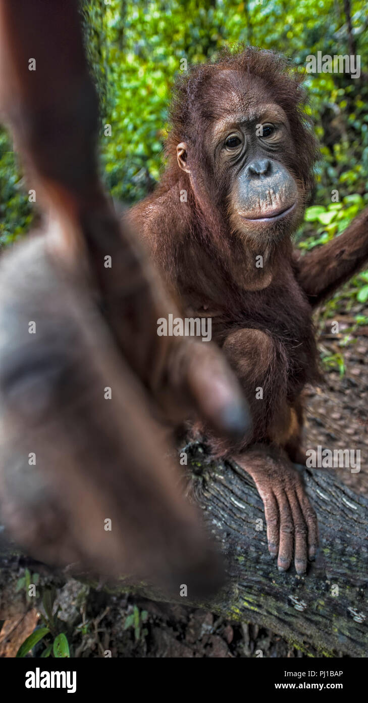 Ape pointing hi-res stock photography and images - Alamy
