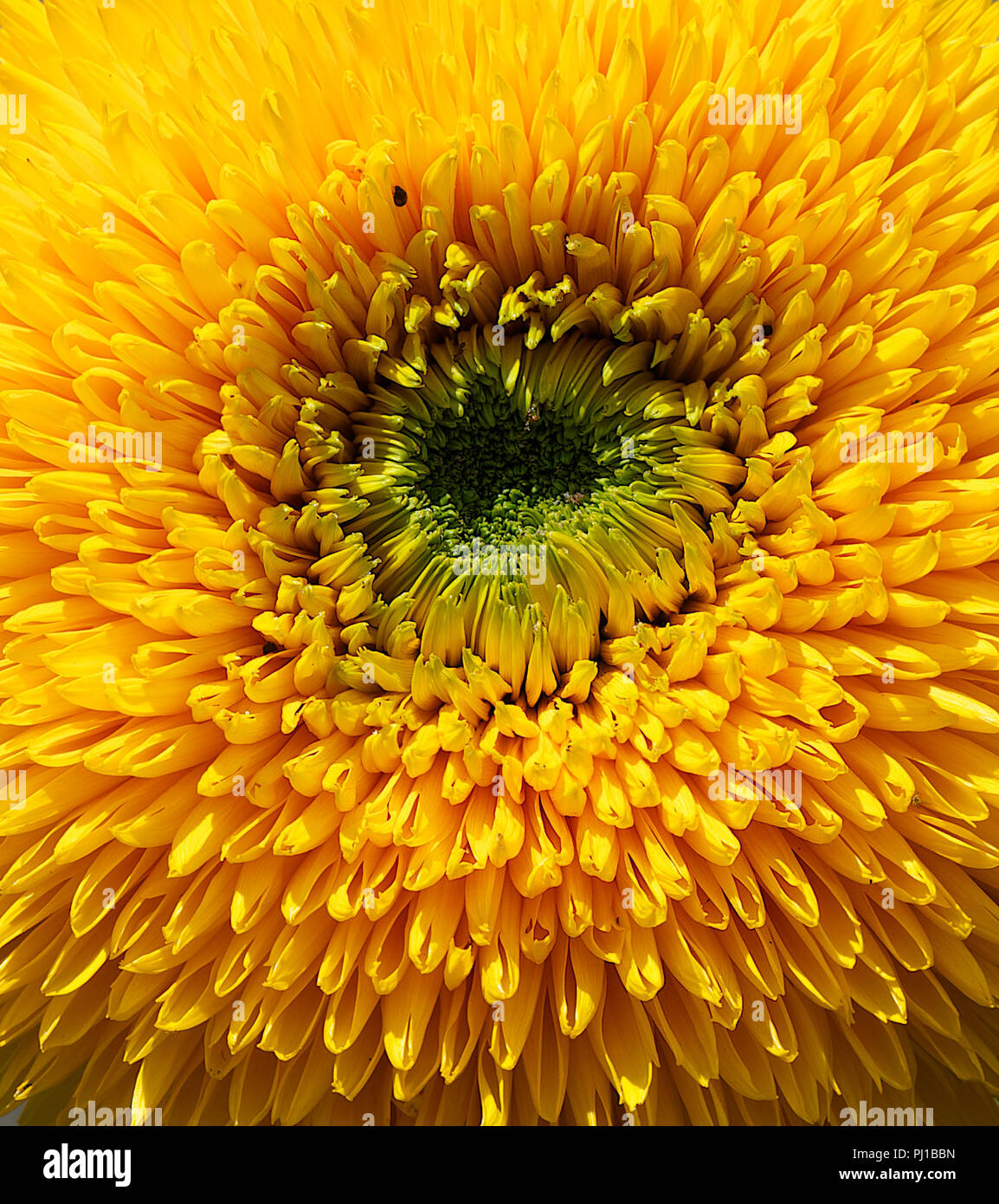 Giant sungold sunflower hi-res stock photography and images - Alamy