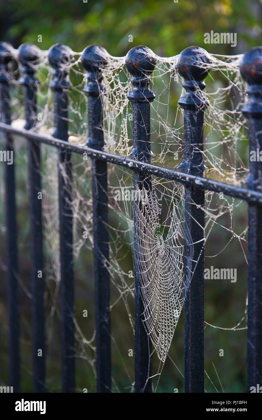 Cobwebs High Resolution Stock Photography and Images - Alamy