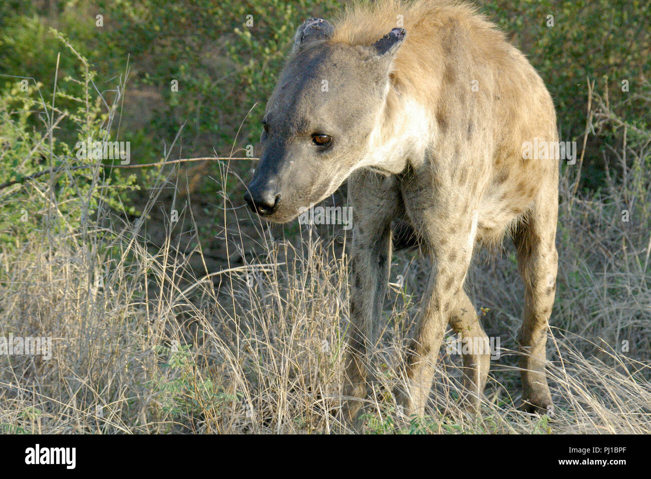 Spotted Hyena (Crocuta crocuta), Kruger National Park, South Africa ...