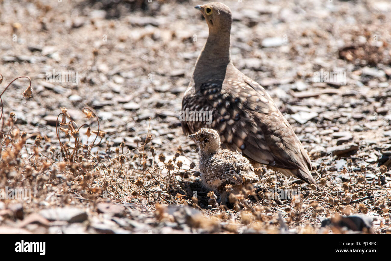 Namaqua sand grouse hi-res stock photography and images - Alamy