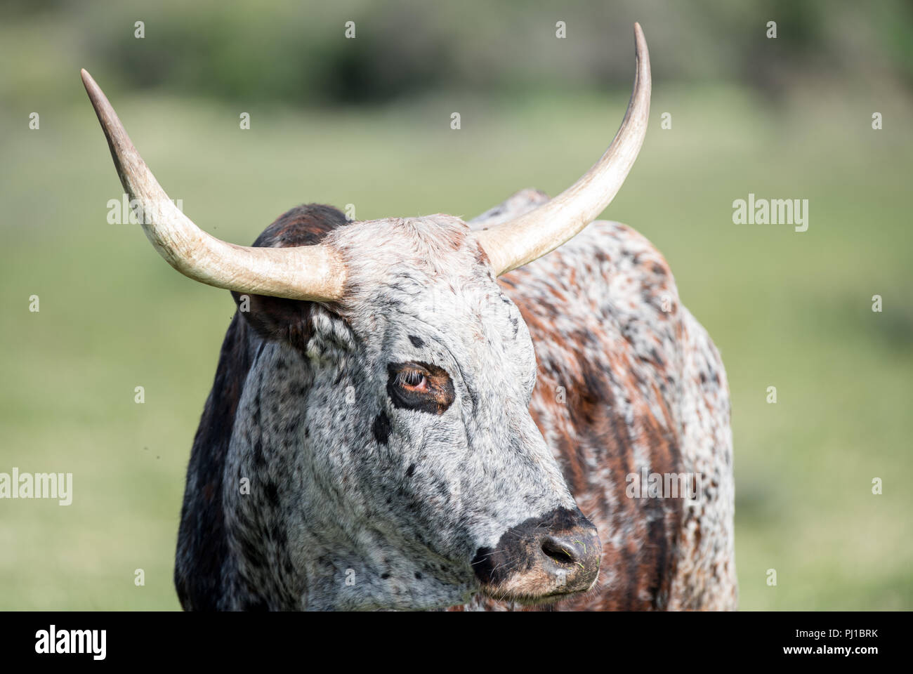 Nguni cattle, South Africa Stock Photo - Alamy