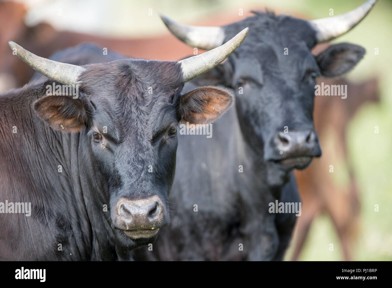 Nguni cattle hi-res stock photography and images - Alamy