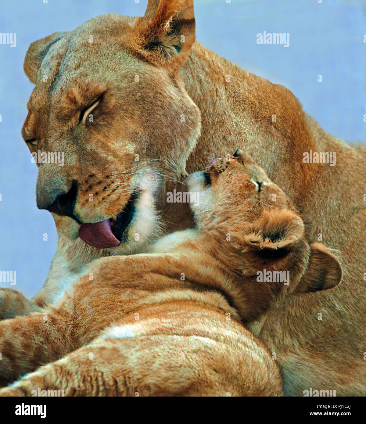 Lioness grooming her lion cub, South Africa Stock Photo - Alamy