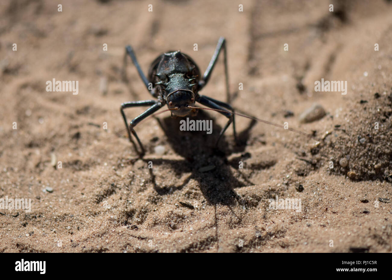 Armored bush cricket (Acanthoplus discoidalis), Northern Cape, South ...
