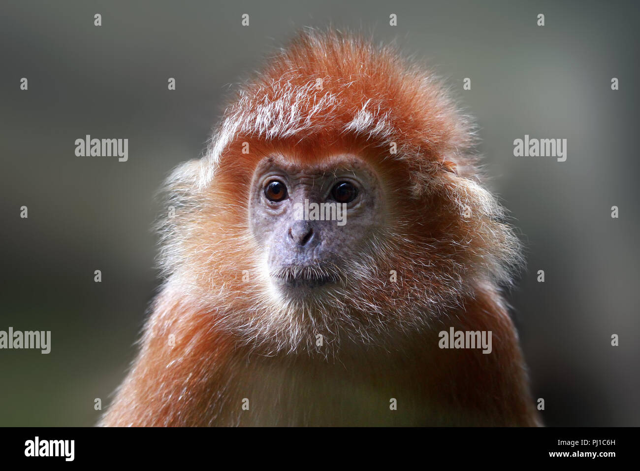 Silvery lutung hi-res stock photography and images - Alamy