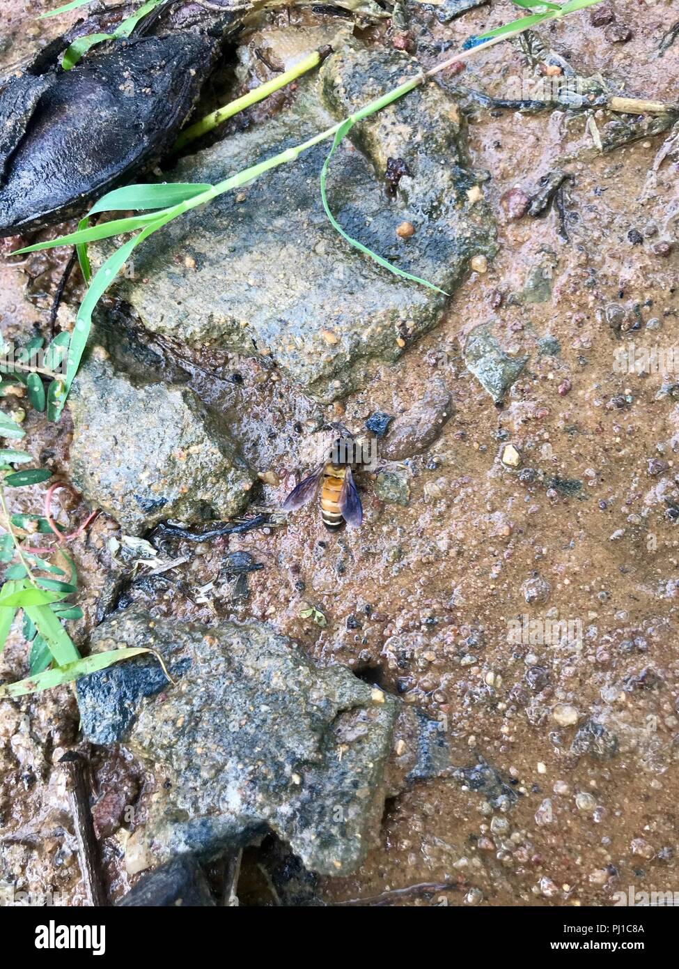 Honey bee on wet mud, India Stock Photo - Alamy