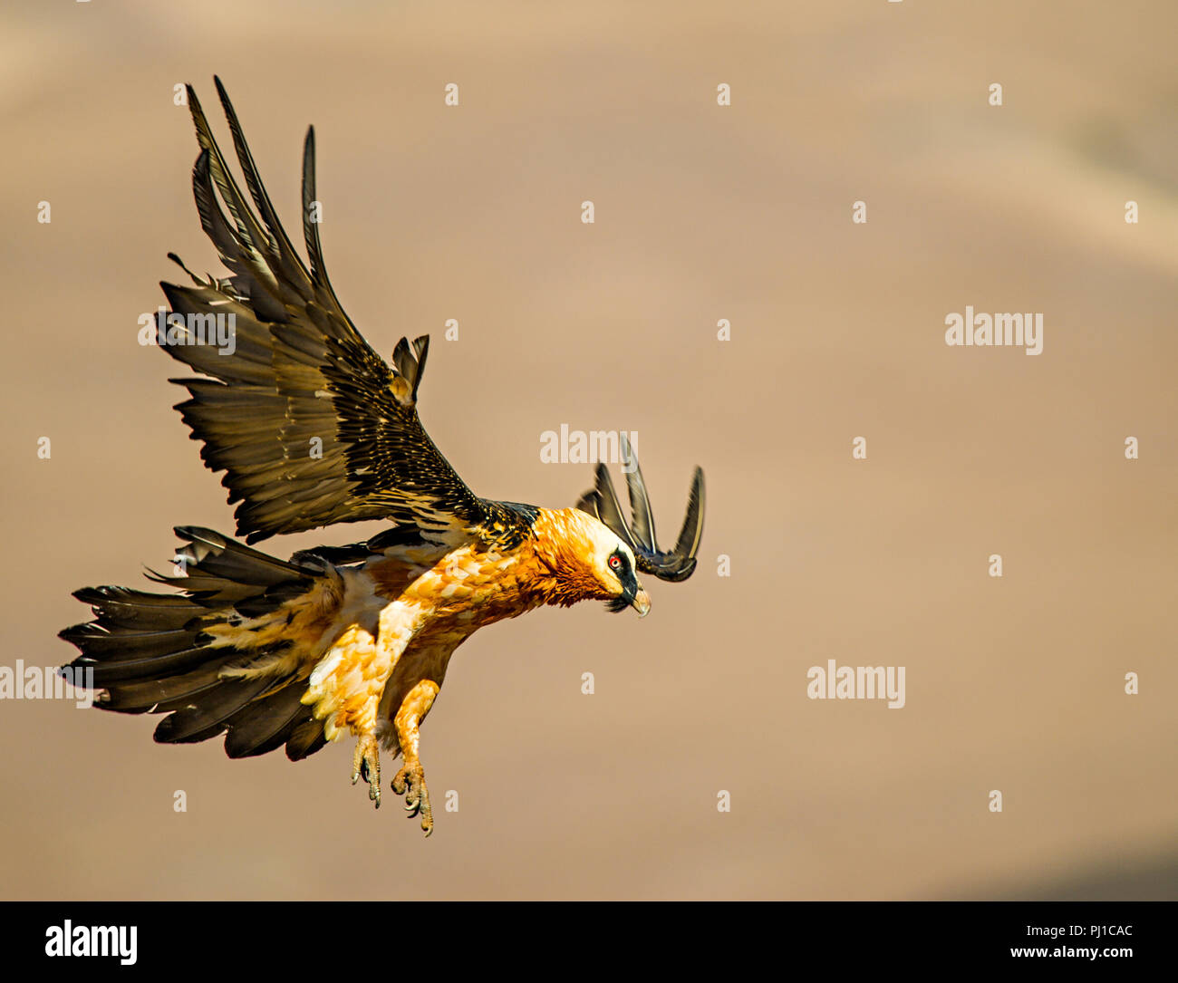 Bearded Vulture in flight, Natal, South Africa Stock Photo - Alamy