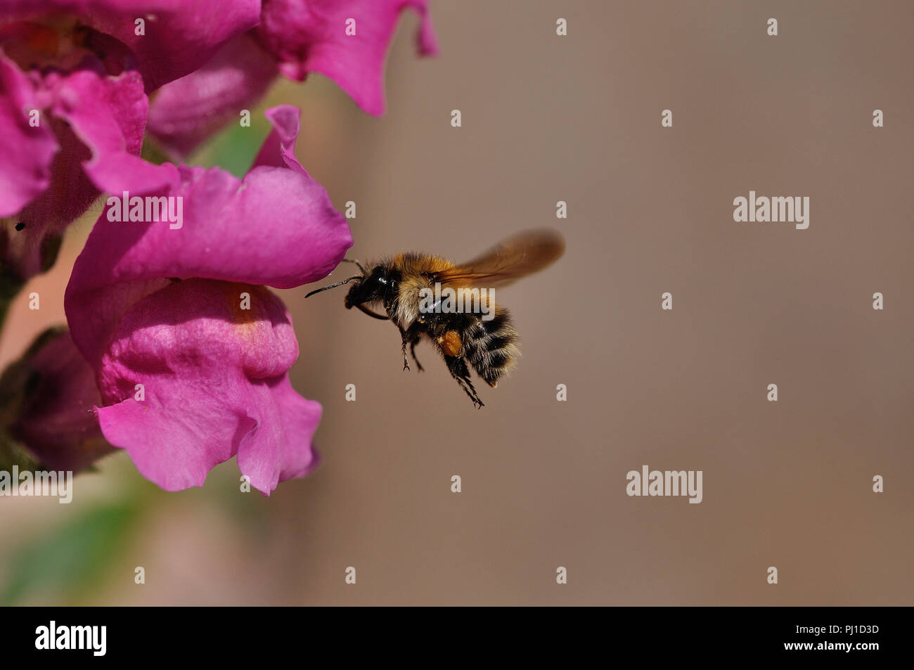 Buff tailed bumble bee Bumbus terrestris uk Stock Photo - Alamy