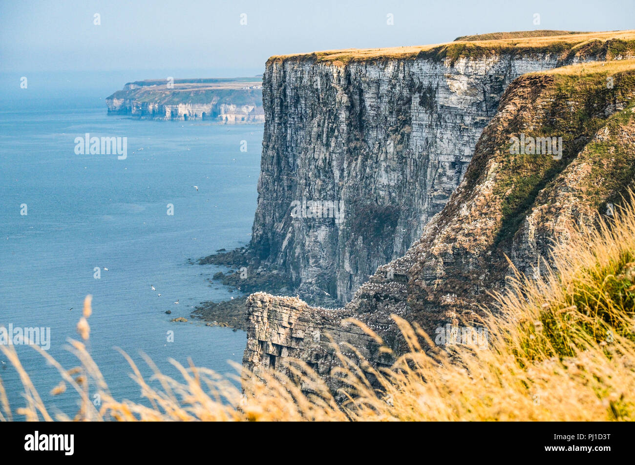 Birds of bempton hi-res stock photography and images - Alamy