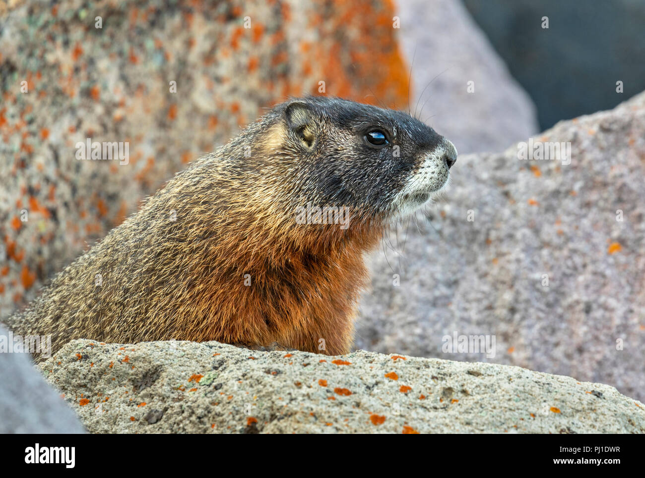 Marmot marmota hi-res stock photography and images - Alamy