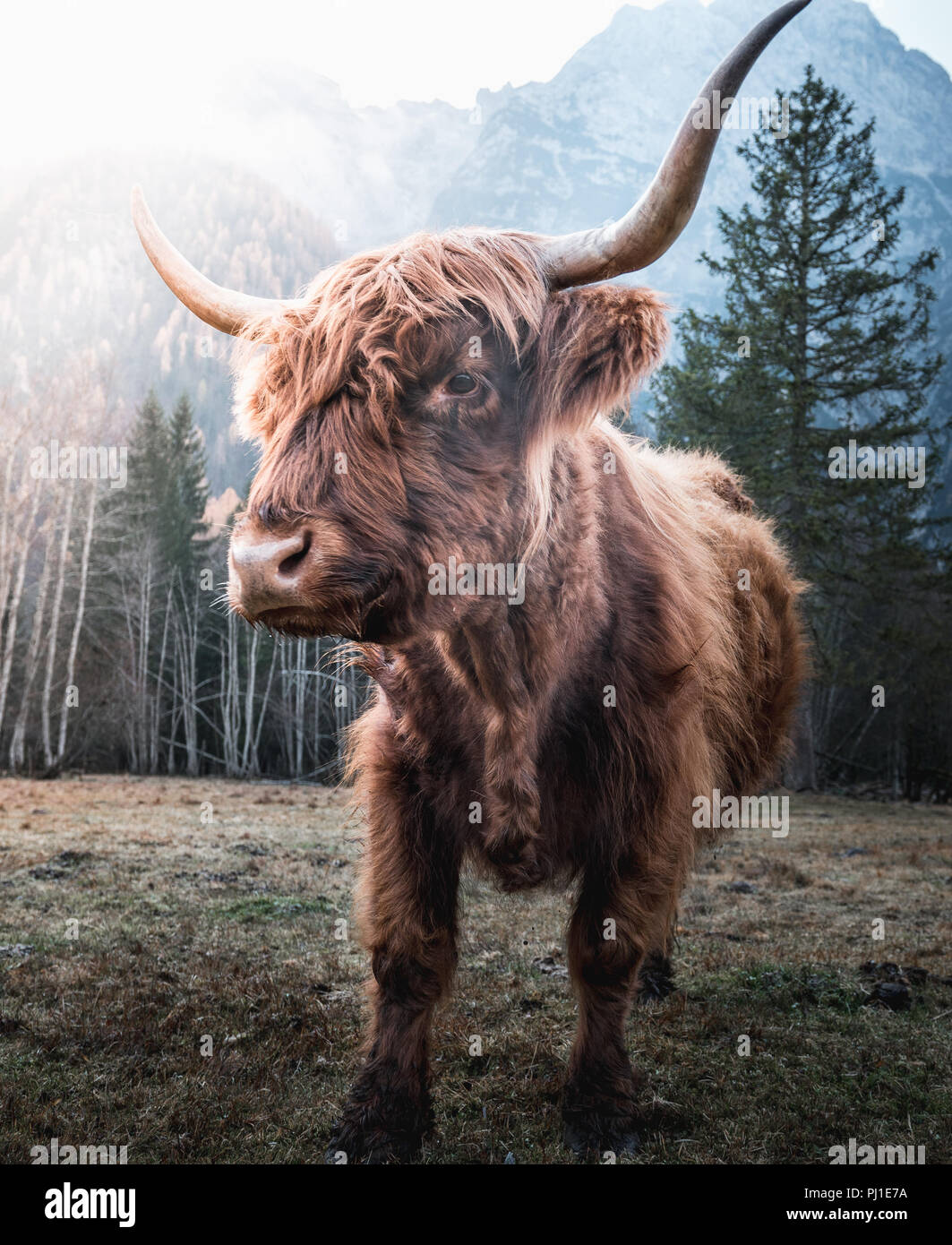 Scottish highland wildlife hi-res stock photography and images - Alamy
