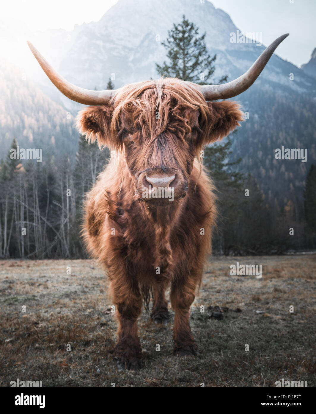 Highland Cattle in the Morning Sun Stock Photo - Alamy