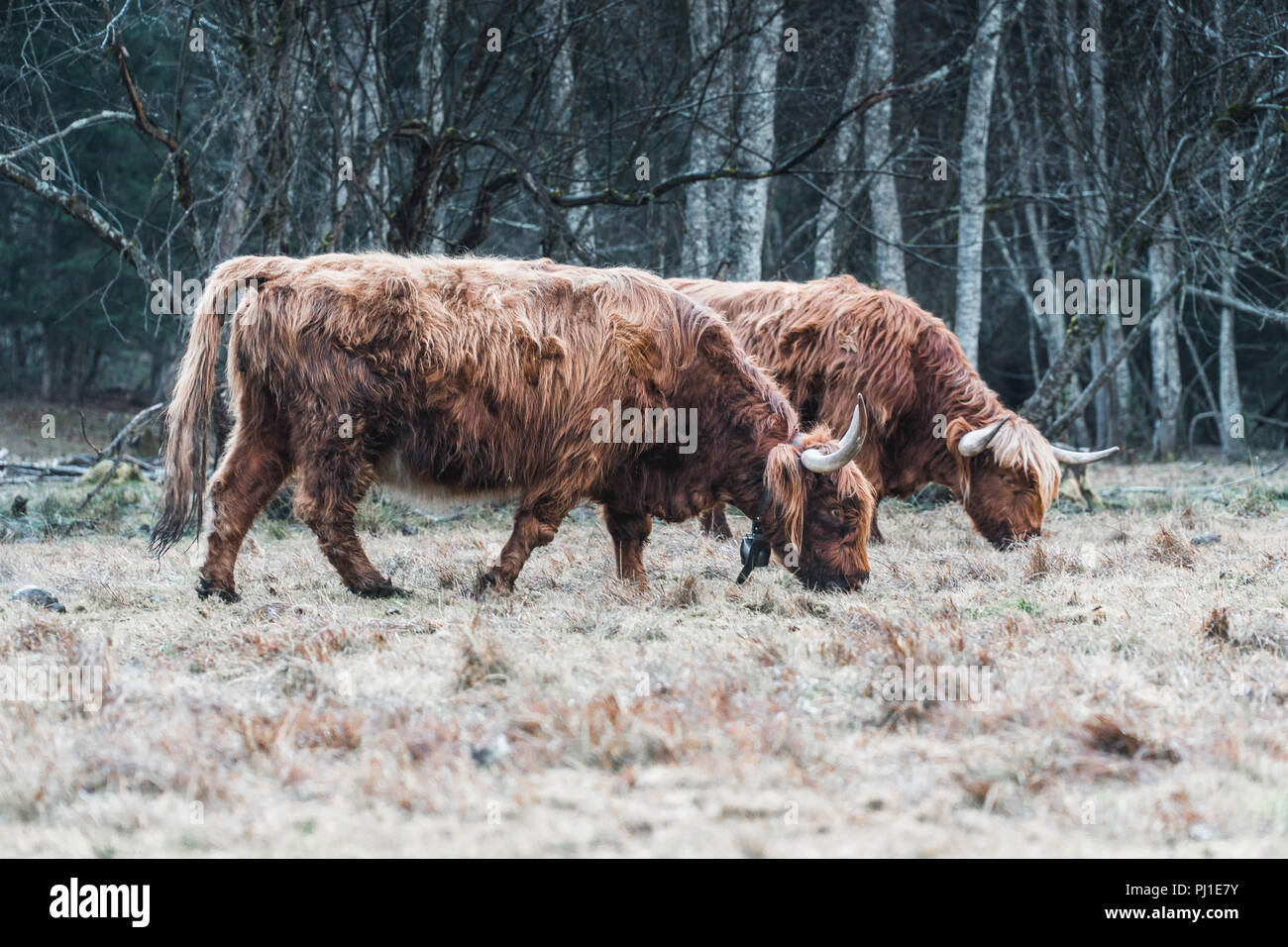 Highland cattle grazing hi-res stock photography and images - Alamy