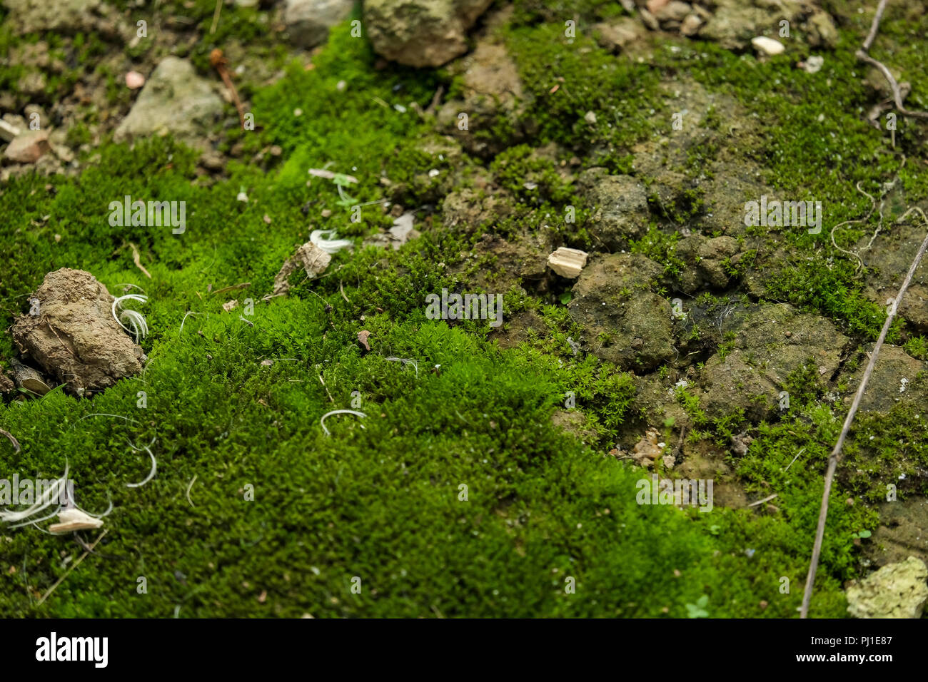 Macro Moss Green Stock Photo - Alamy