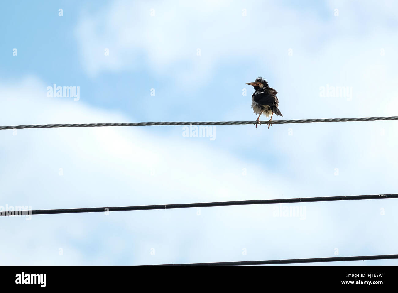 The birds are on the electricity line in front of the house Stock Photo ...