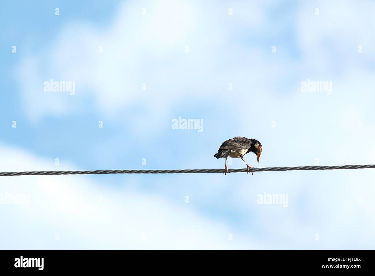 The birds are on the electricity line in front of the house Stock Photo ...