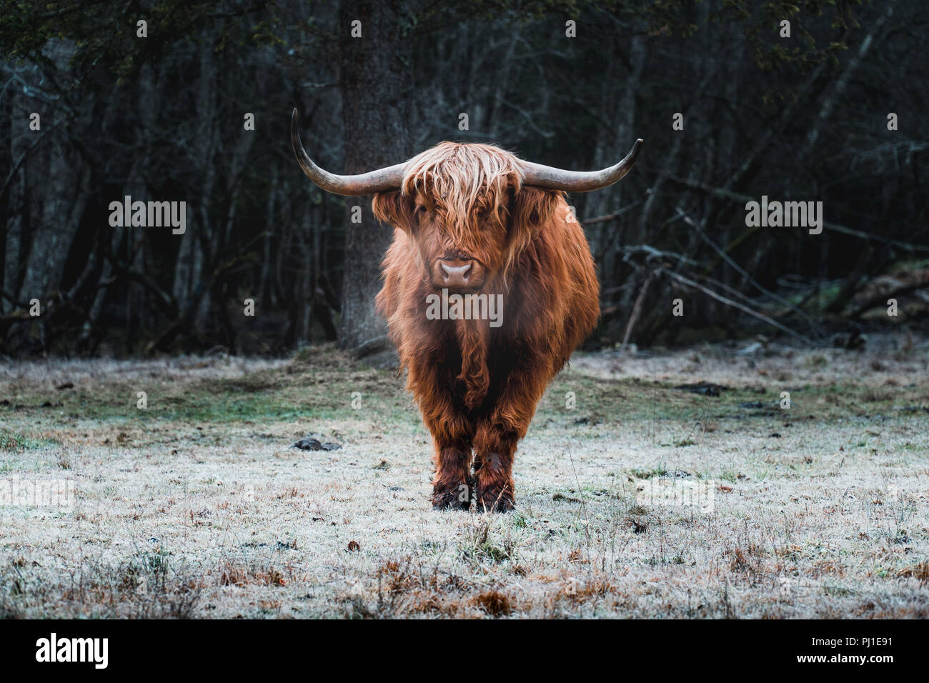 Highland Cattle on frozen Meadow Stock Photo - Alamy