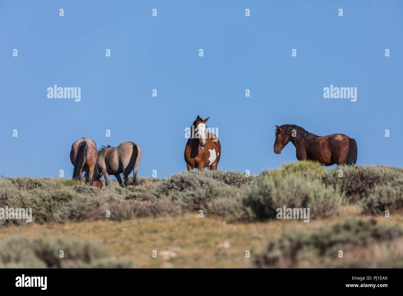 Wild Horses in Sand Wash basin Colorado Stock Photo - Alamy