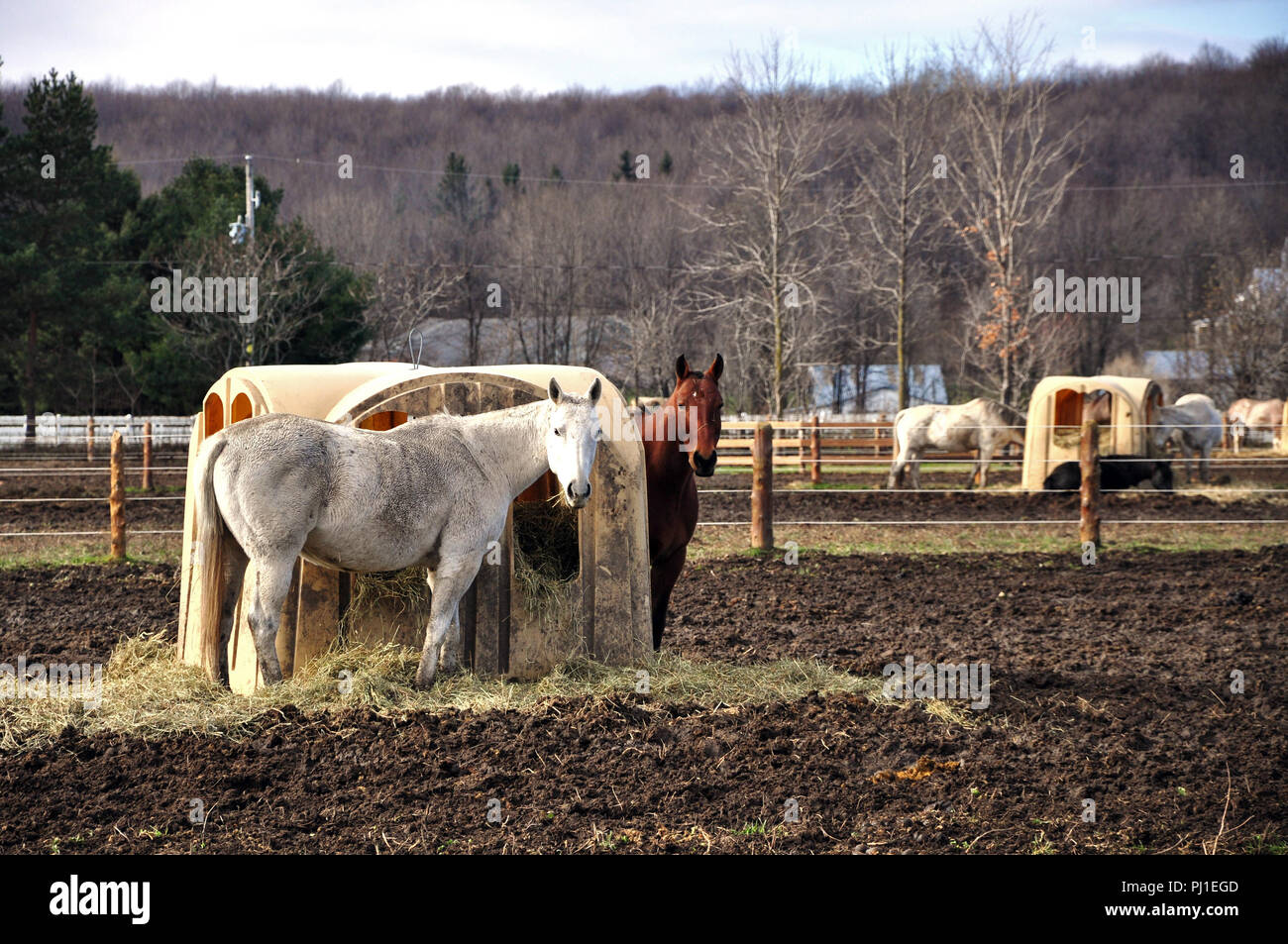 Horses on a Farm in Quebec Stock Photo - Alamy