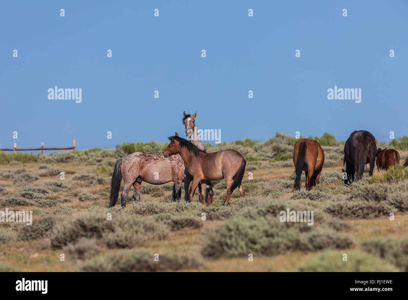 Wild Horses in Sand Wash basin Colorado Stock Photo - Alamy