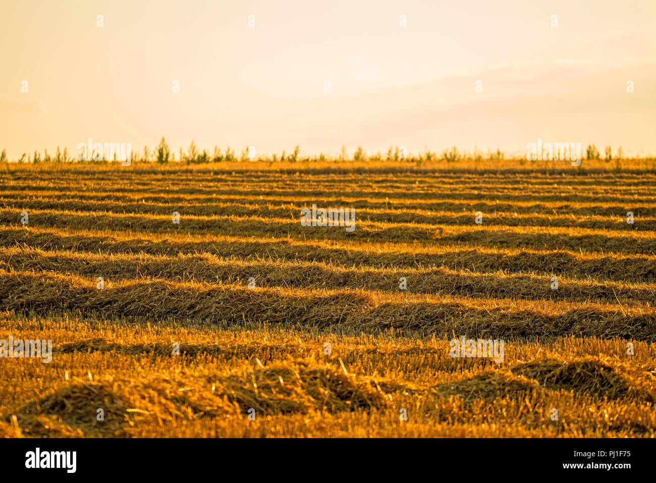 Panoramic view stubble wheat hi-res stock photography and images - Alamy