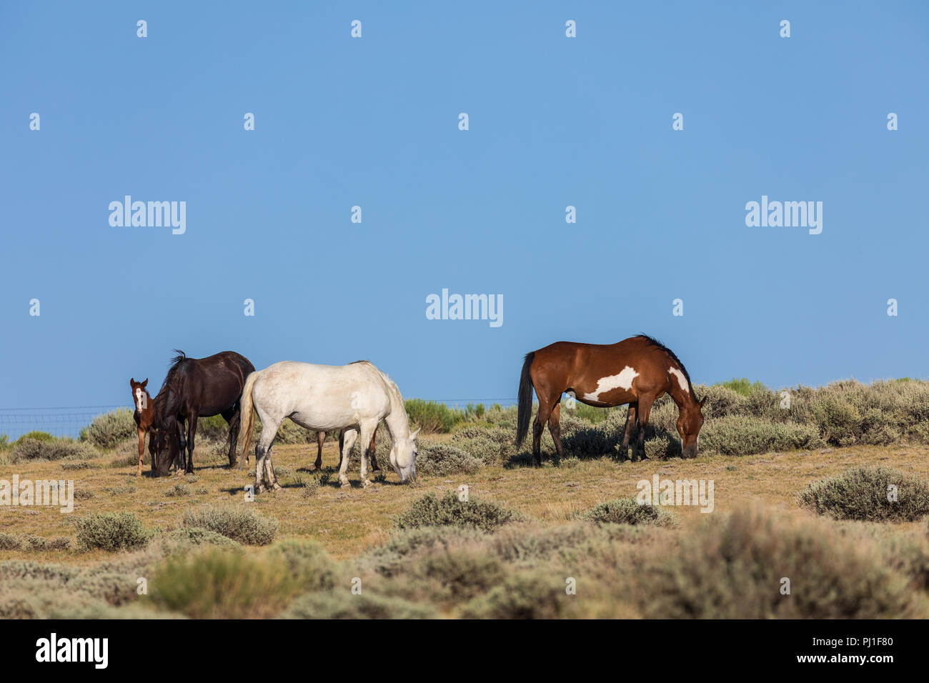 Wild Horses in Sand Wash basin Colorado Stock Photo - Alamy